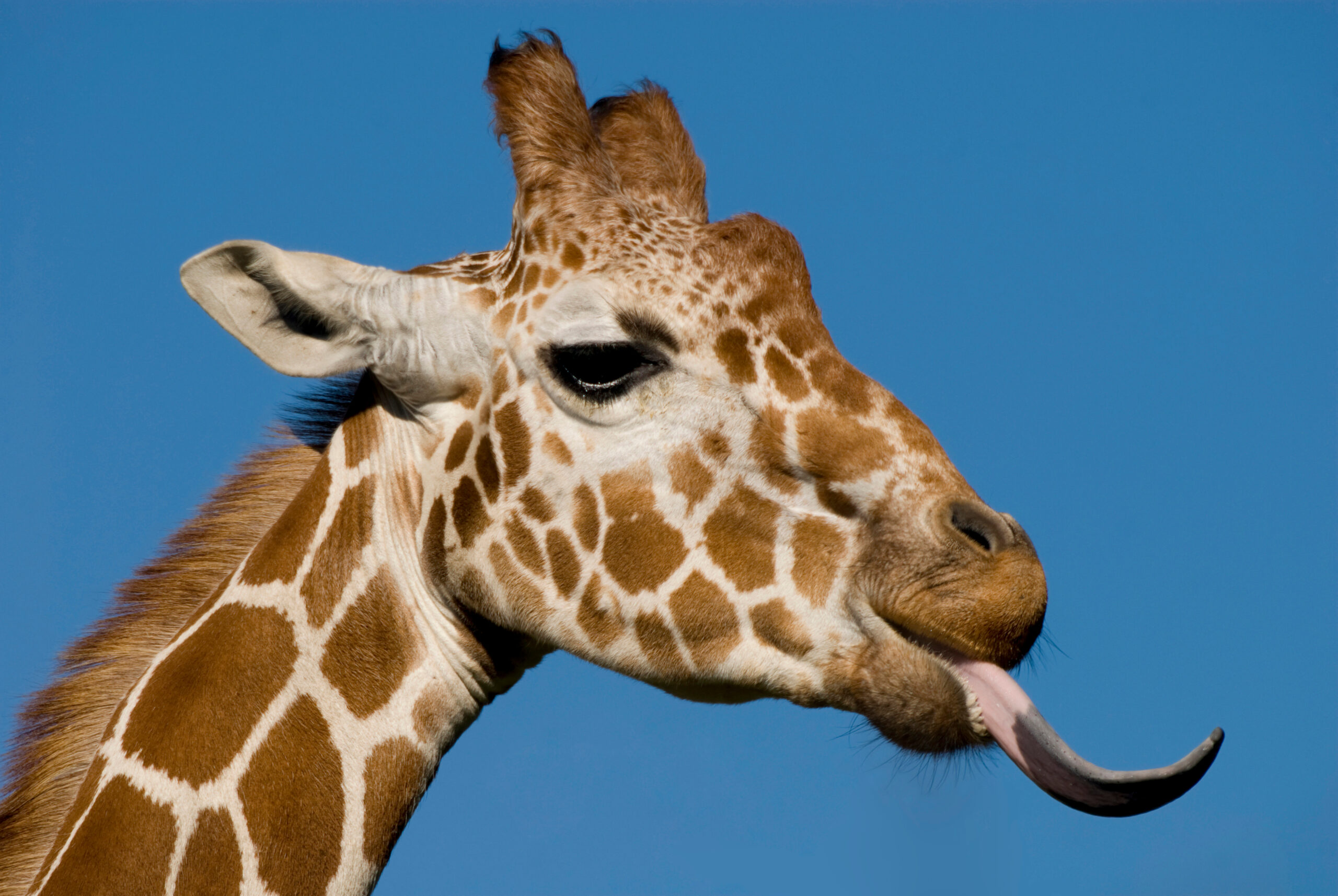 Tout savoir sur la langue de la girafe